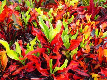 Mammy Croton - CHILLAPPLE Group International hobbies pets,dogs,cats ...