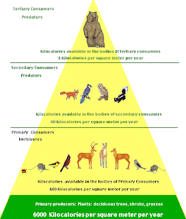 Temperate Deciduous Forests: Energy Pyramid for Temperate Deciduous Forests