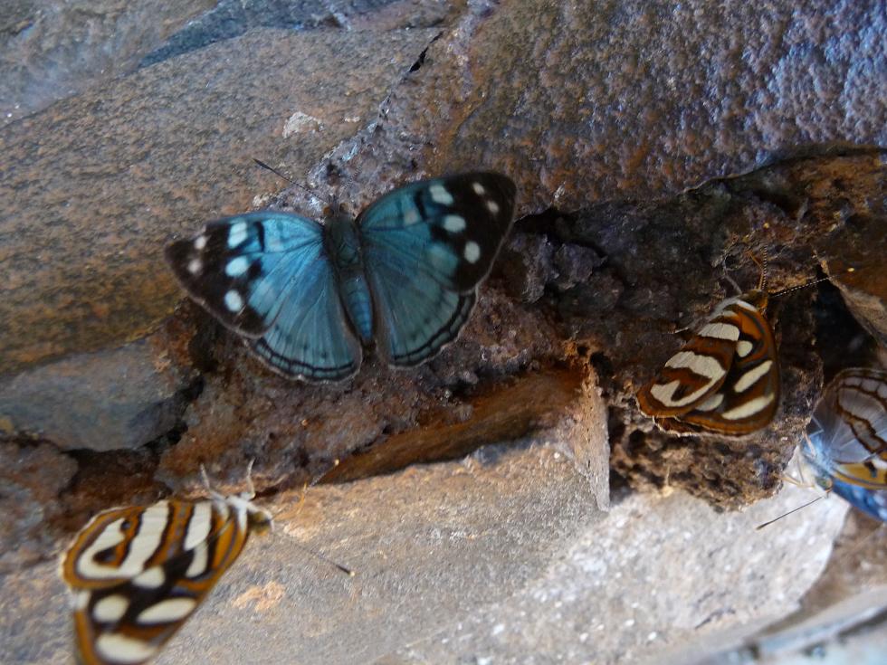 Someone Else's Perspective: Butterfly Bites