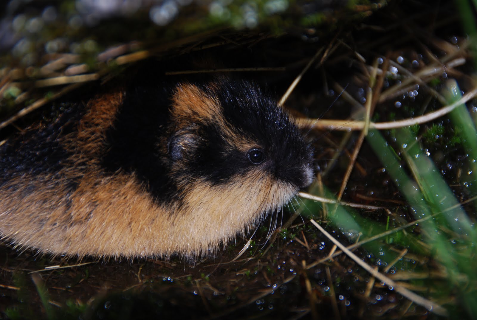 Norsk Zoologisk Forening Sørlandsavdelingen: LEMEN-ÅR i Setesdalsheiene!