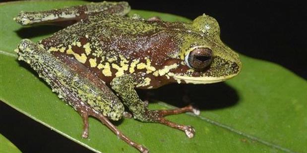 Katak Mancung dan Belalang Hijau Ditemukan Di Papua Niugini - Tahukah ...