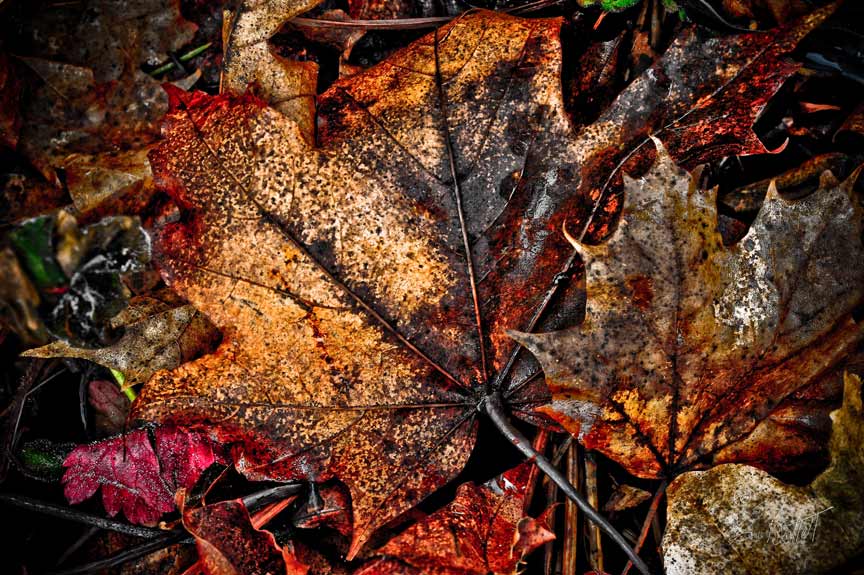 Eric Bartlett Photography Blog: Decayed Maple Leaf