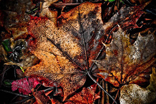 Eric Bartlett Photography Blog: Decayed Maple Leaf