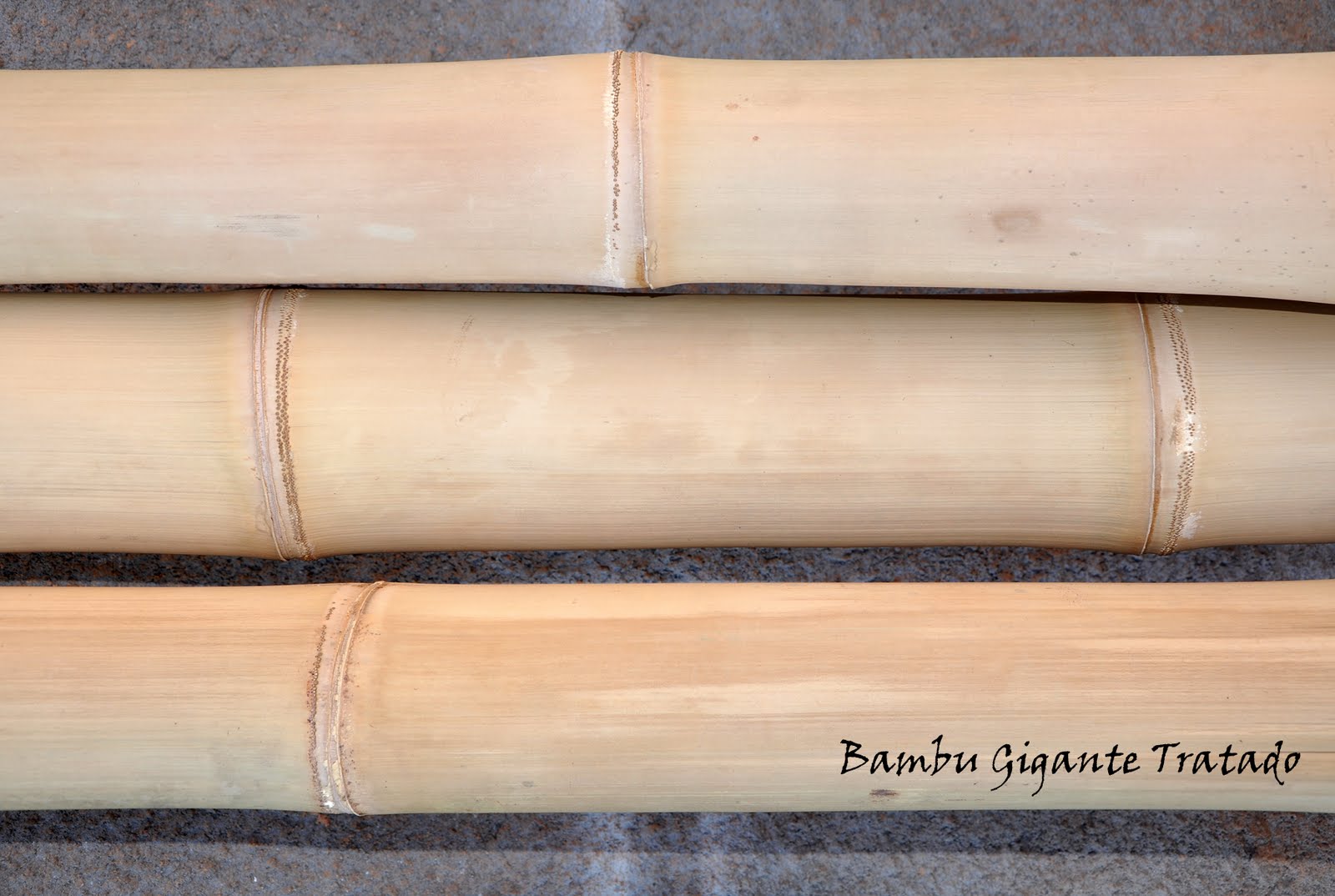 Bambu Show Brasil: Bambu tratado