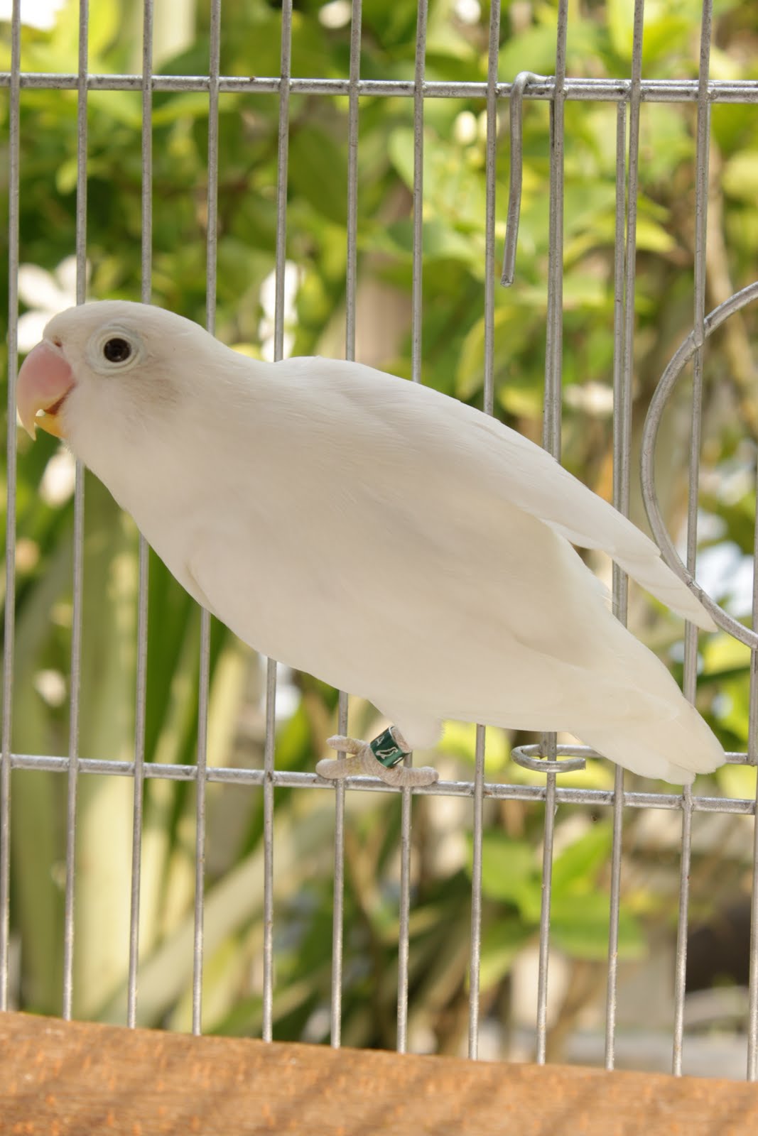 WattaBird! Breeding Bulls African LoveBirds