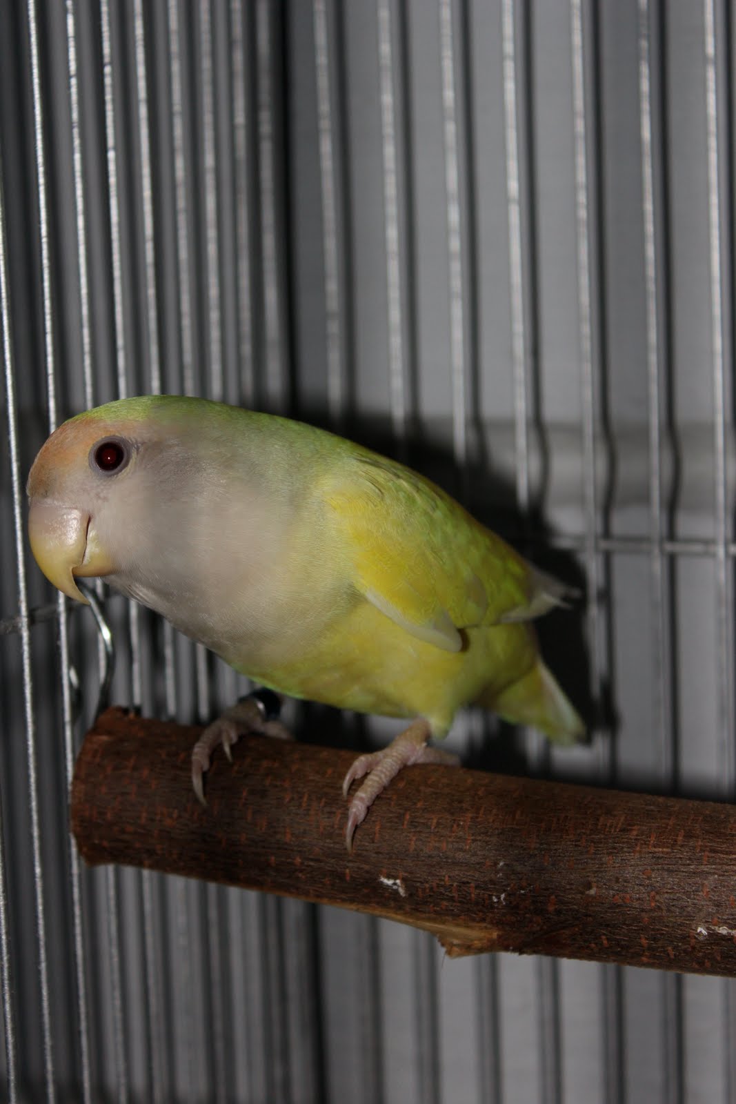 WattaBird! Breeding WhiteHood Opaline African LoveBirds (Pair 2)