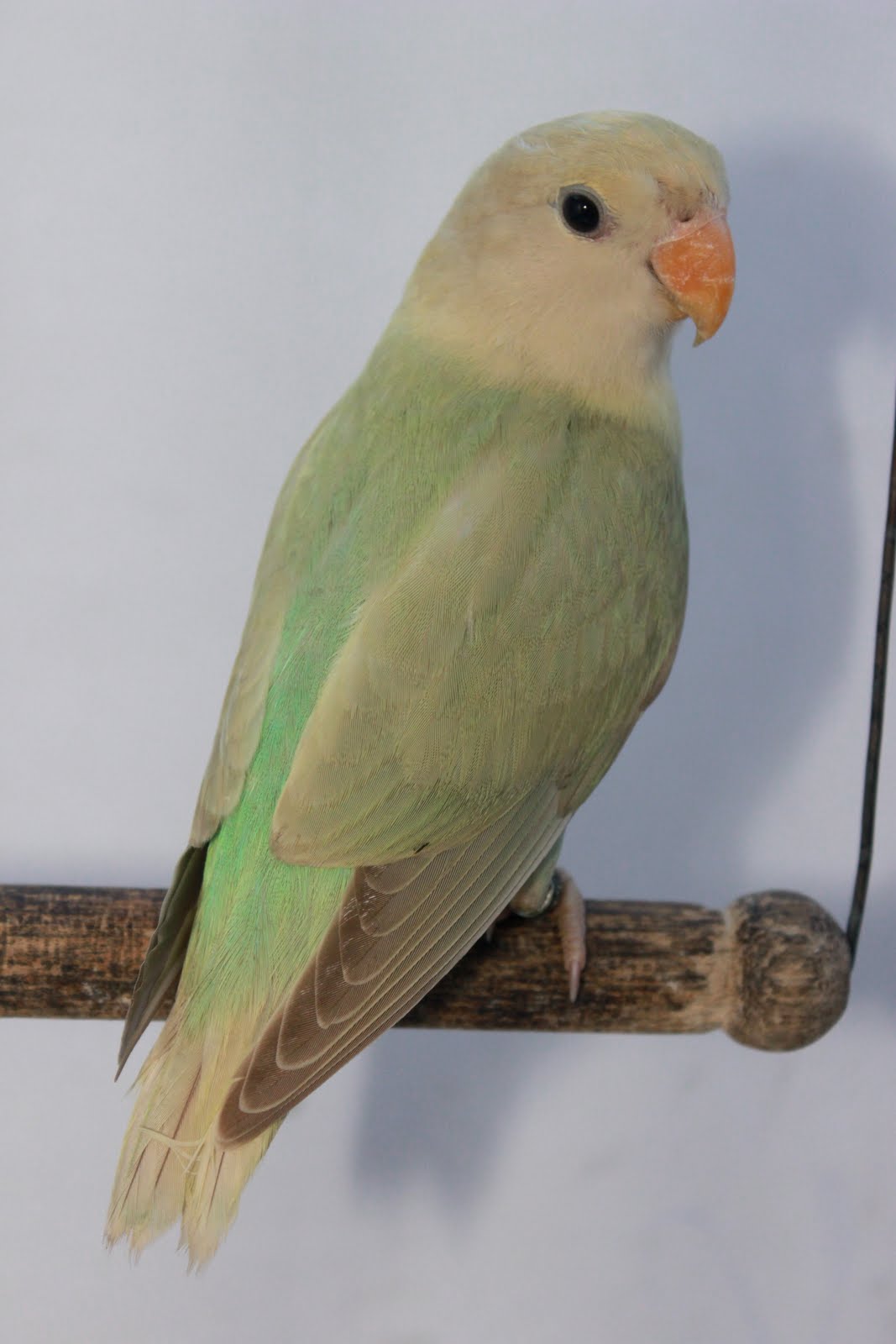 WattaBird! WhiteHood Opaline African LoveBirds