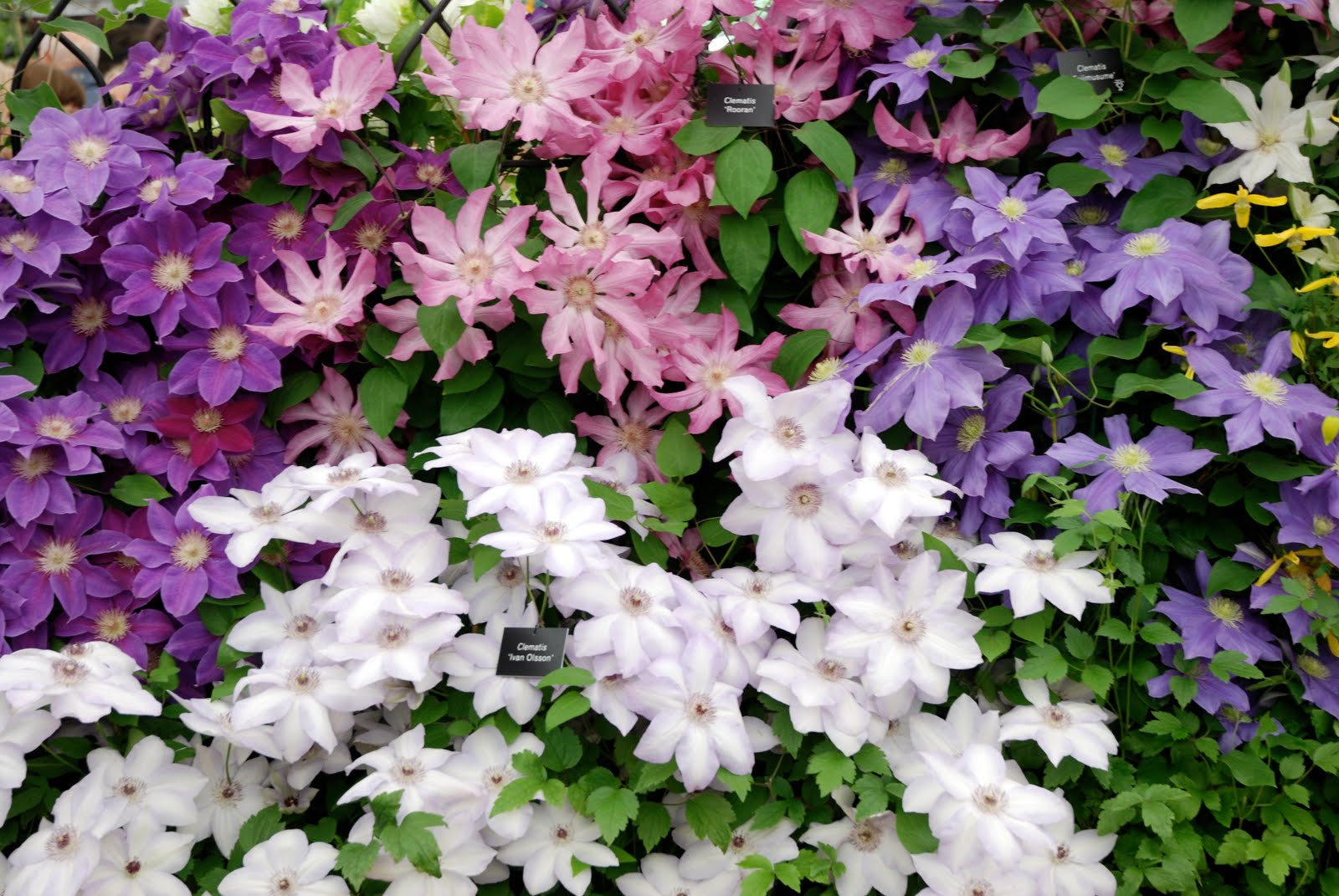 B GreeN: CLEMATIS ... Clematis Nursery at Chelsea Flower Show ...