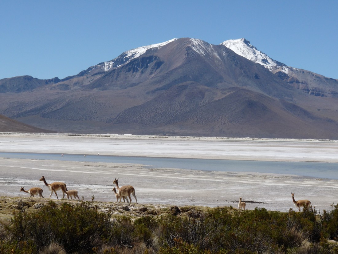 Codpa Valley Lodge - Altiplano ( Arica - Chile): Programas
