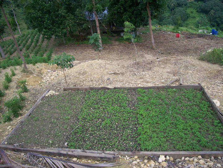 The Nature's Market: Philippine Chili Peppers (Tagalog-Siling Labuyo ...