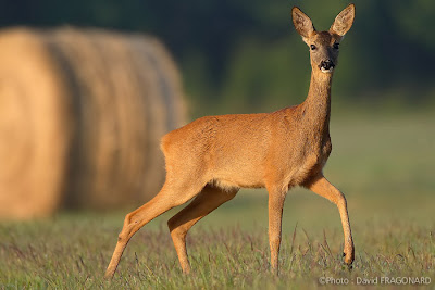 www.davidfragonard.com, le blog nature: La grâce de la chevrette
