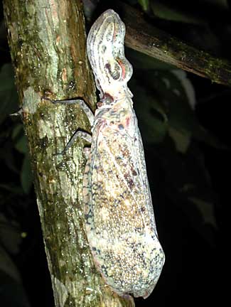 Fulgora laternaria: Víbora Cuco (Fulgora laternaria), Parte I