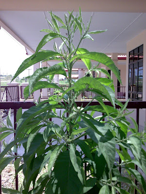 SARAWAK'S BIOLOGICAL WILD HERBS