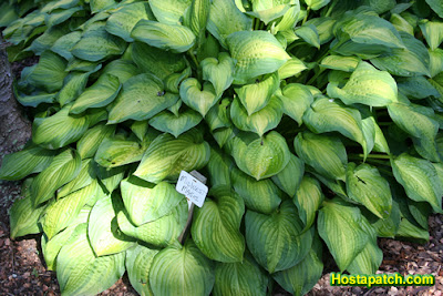 Christy's Garden: Hosta 'Midwest Magic' (Plantain Lily)