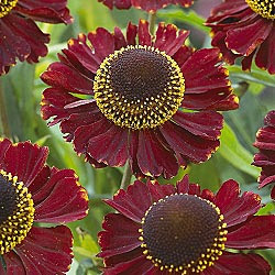 Christy's Garden: Helenium autumnale 'Helena Rote Tone' (Queen of ...