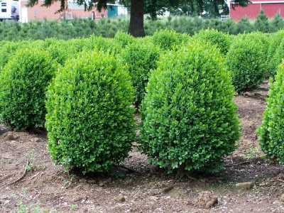 Christy's Garden: Buxus sempervirens 'Suffruticosa' (Dwarf English Boxwood)