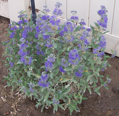 Christy's Garden: Caryopteris x clandonensis 'Dark Knight' (Bluebeard)