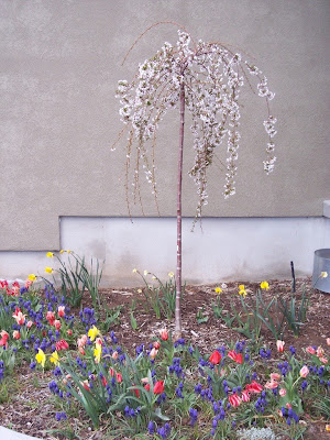Christy's Garden: Prunus x cv. 'Snofozam' (Snow Fountains Weeping Cherry)