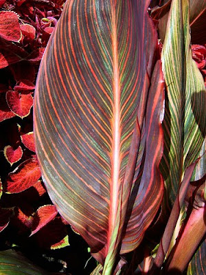 Christy's Garden: Canna 'Durban' {aka 'Tropicana'} (Canna Lily)