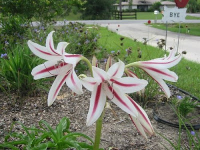 Christy's Garden: Crinum scabrum 'Peppermint' (Milk & Wine Lily or ...