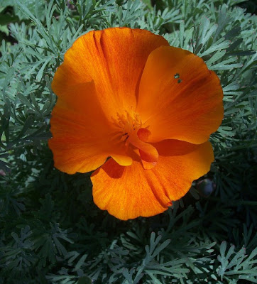 Christy's Garden: Eschscholzia californica 'Mission Bells' (California ...