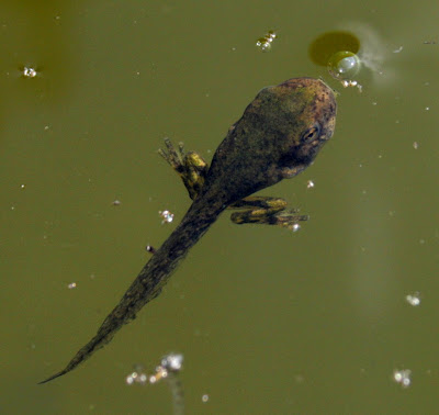 South Englishtown Gazette: TADPOLES TO FROGS (#50)