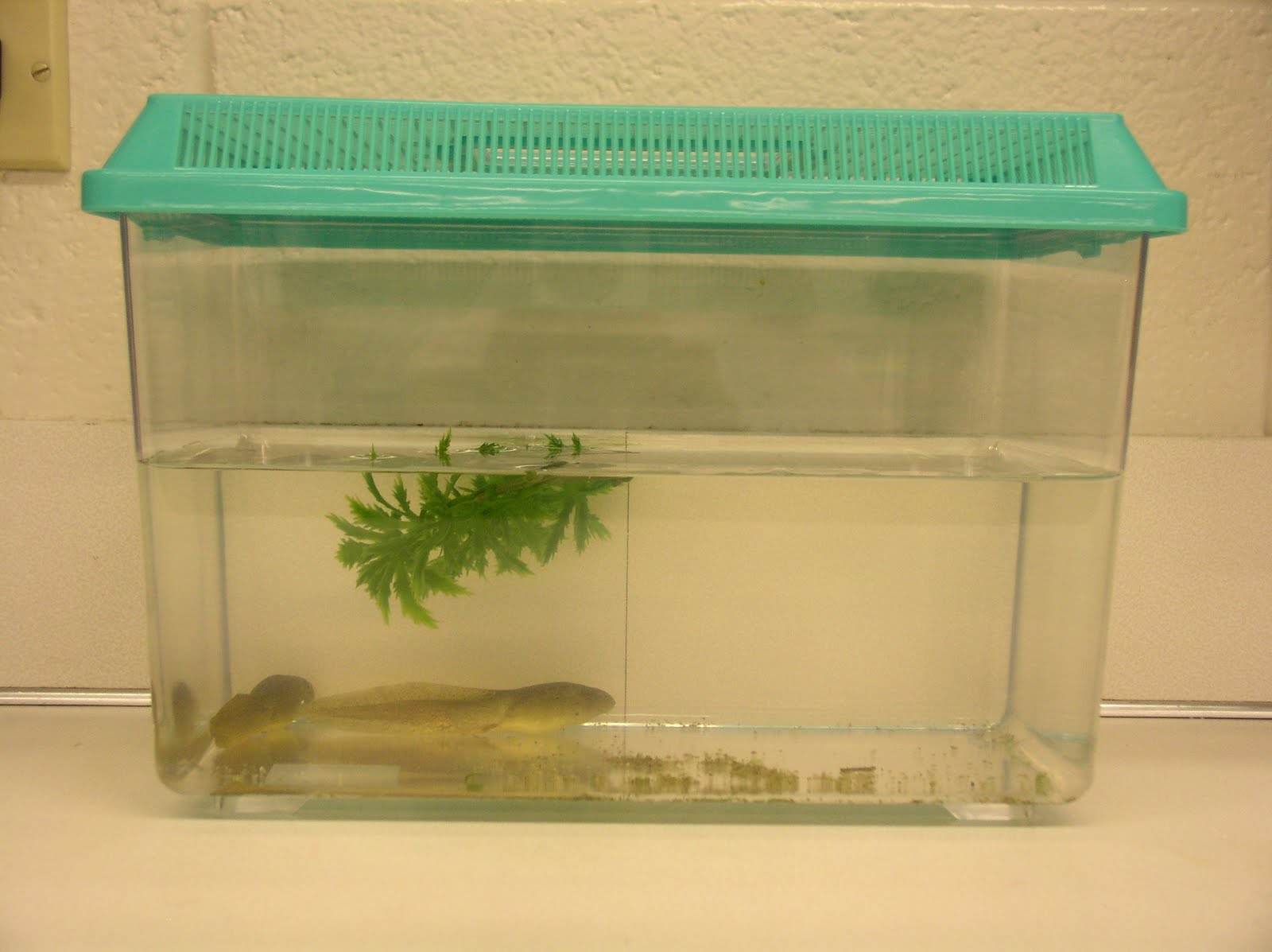 Class Pets - The Sharpened Pencil