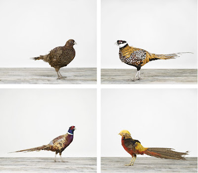 Little Pheasant: March 2009