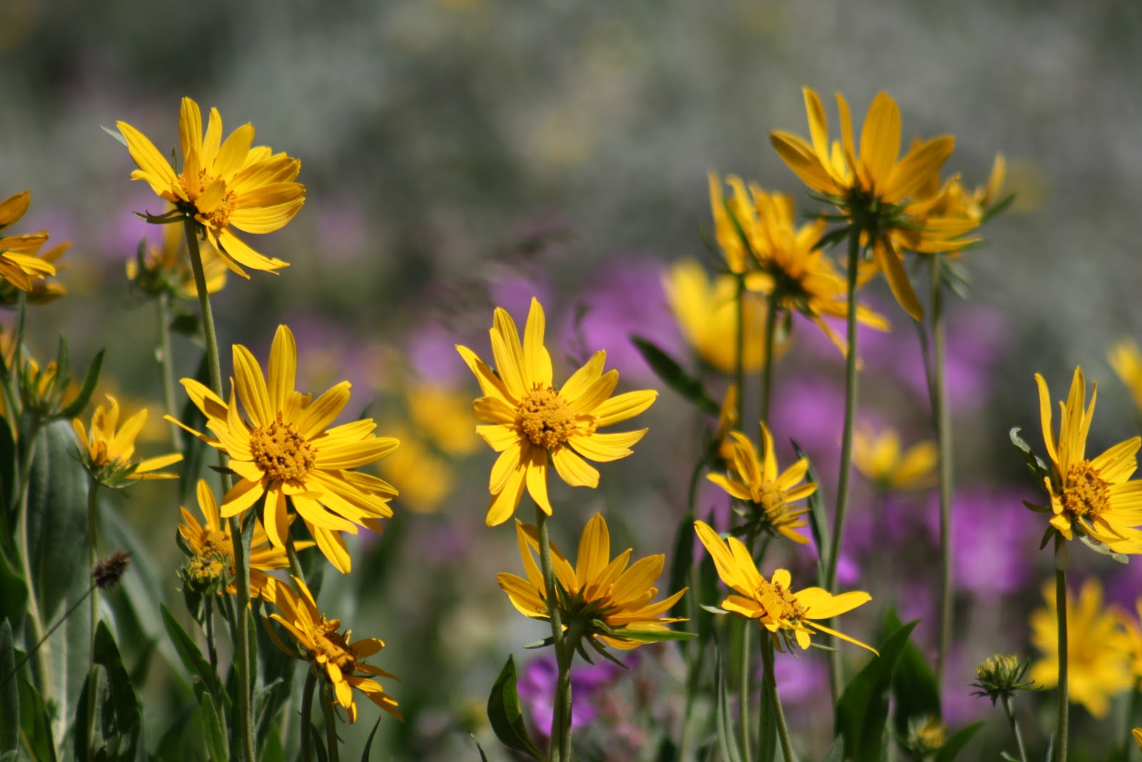Southern Belle's Adventures: Montana Wildflowers (Macro)