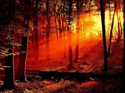 FOTOS ESPECTACULARES: Atardecer en el bosque