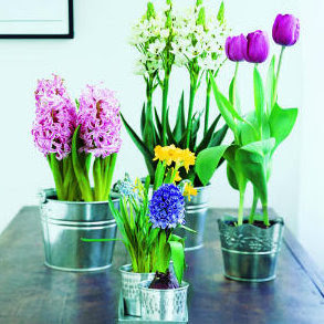 Brabourne Farm: Love .... Potted Spring Bulbs