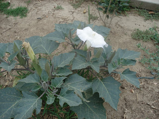Egresados Medicina Tijuana: TOLOACHE