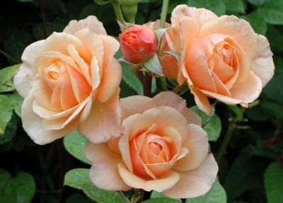 ANTONIA RODRIGUEZ: ROSAS COLOR SALMÓN