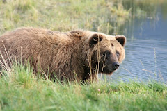 GrizzlyBarb: Tundra Snake