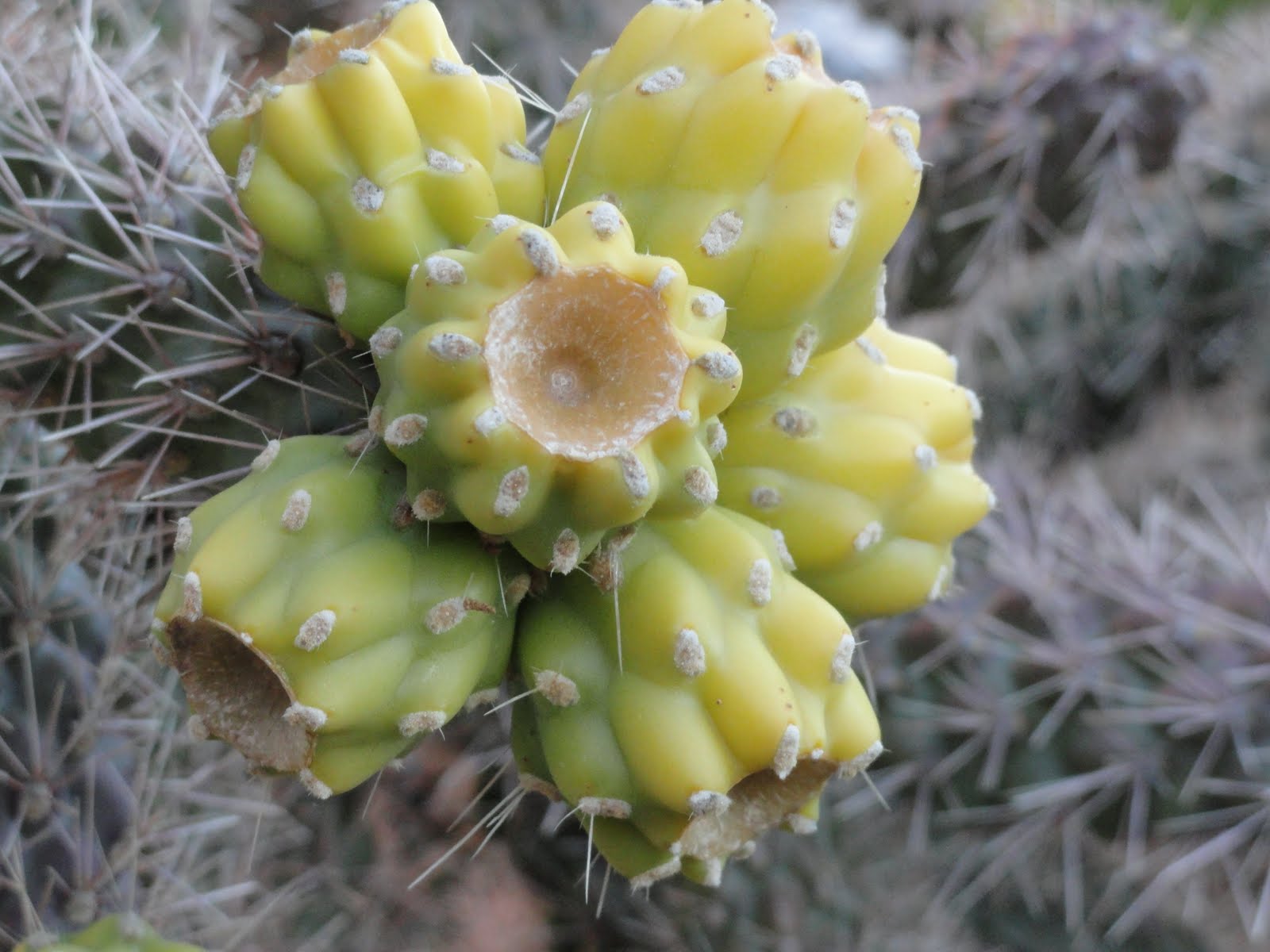 HIKE FOR WINE: CHAPEL OF THE HOLY CROSS