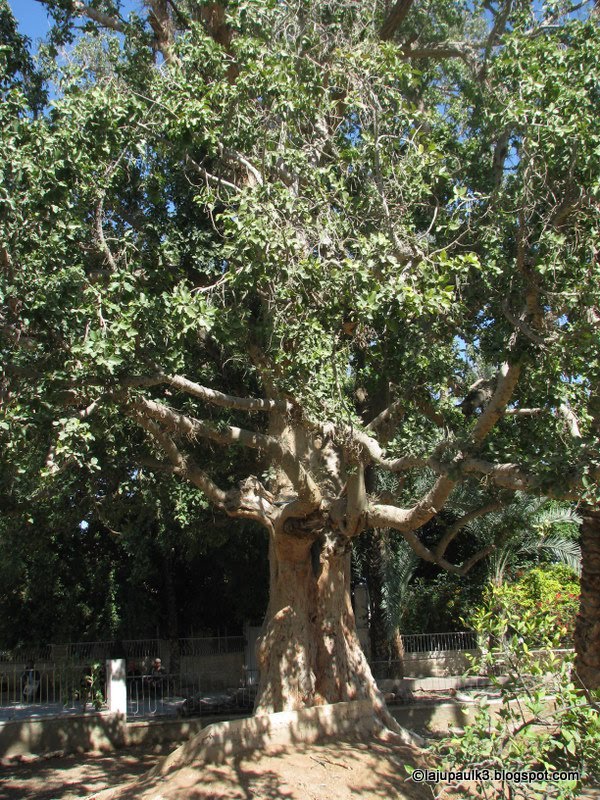 THROUGH THE LAND OF ISRAEL III: The Traditional Sycamore Tree of ...