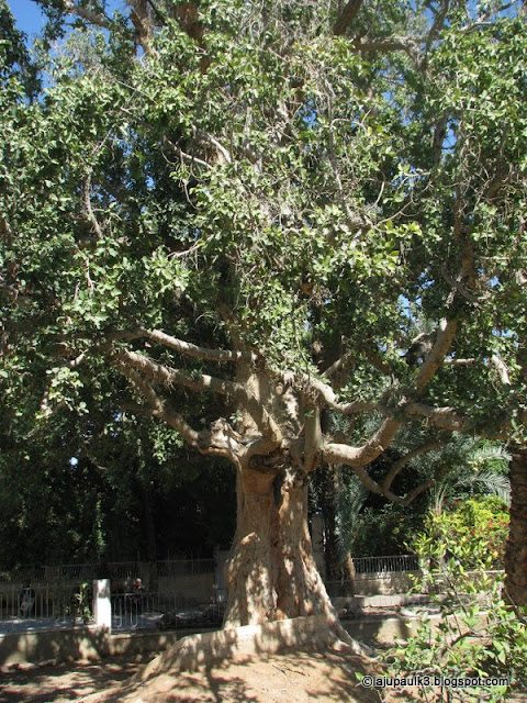 THROUGH THE LAND OF ISRAEL III: The Traditional Sycamore Tree of ...