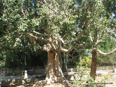 THROUGH THE LAND OF ISRAEL III: The Traditional Sycamore Tree of ...