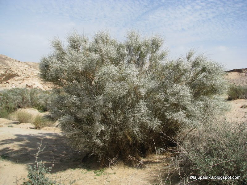 Biblical Broom Tree at Patsy Morris blog