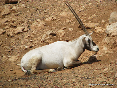 THROUGH THE LAND OF ISRAEL III: Bible Land Preserve, Jerusalem Zoo ...