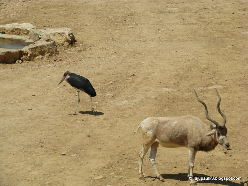THROUGH THE LAND OF ISRAEL III: Bible Land Preserve, Jerusalem Zoo ...