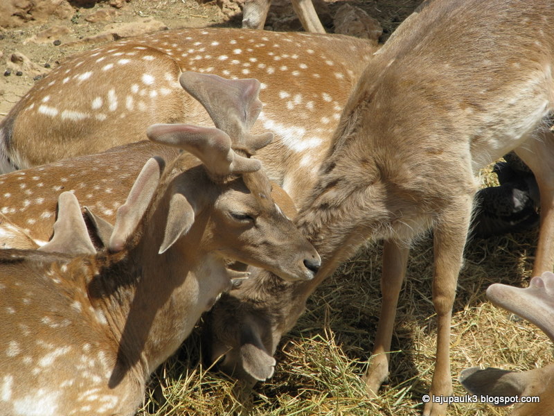THROUGH THE LAND OF ISRAEL III: Bible Land Preserve, Jerusalem Zoo ...