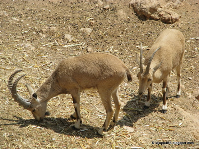 THROUGH THE LAND OF ISRAEL III: Bible Land Preserve, Jerusalem Zoo ...