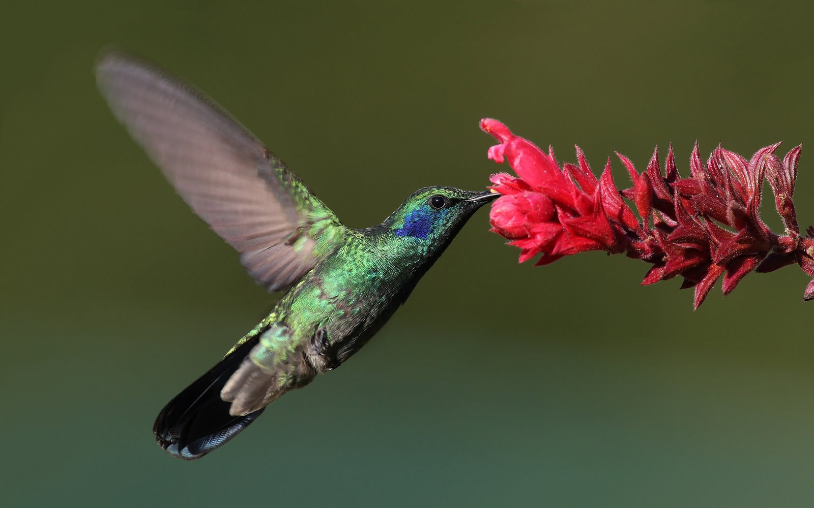 Les ‘Pissenlits Généreux’: CONTE : La légende du colibri