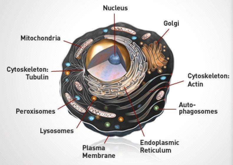 Francine Tice Health and Wellness: resources