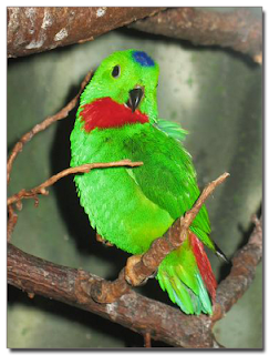 Burung Serindit, Maskot Fauna Khas Riau