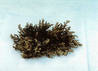 BUDIDAYA RUMPUTLAUT | Budidaya Rumput Laut