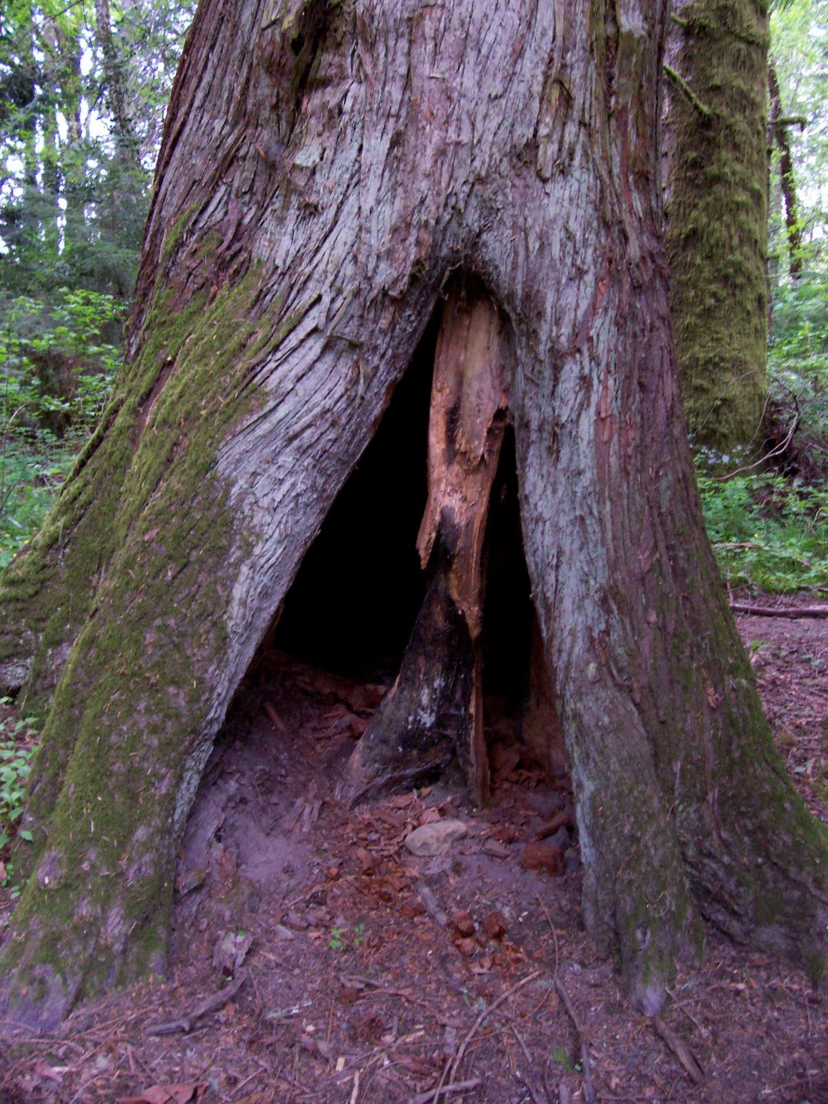Vancouver Island Big Trees: Hollow Cedar Trunks Provided Shelter
