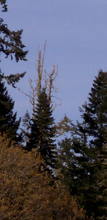 Vancouver Island Big Trees: Cedars: Old Timers Of The Ancient Forest