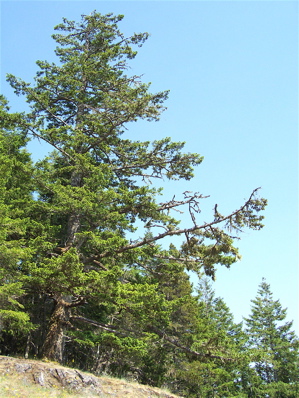 Vancouver Island Big Trees: Getting High For Big Trees - Climbing Mt ...